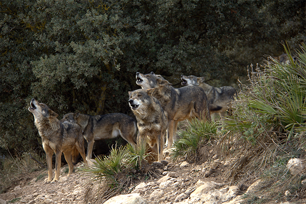 Lobopark, reserva natural de Lobos en España - El blog de Conrado
