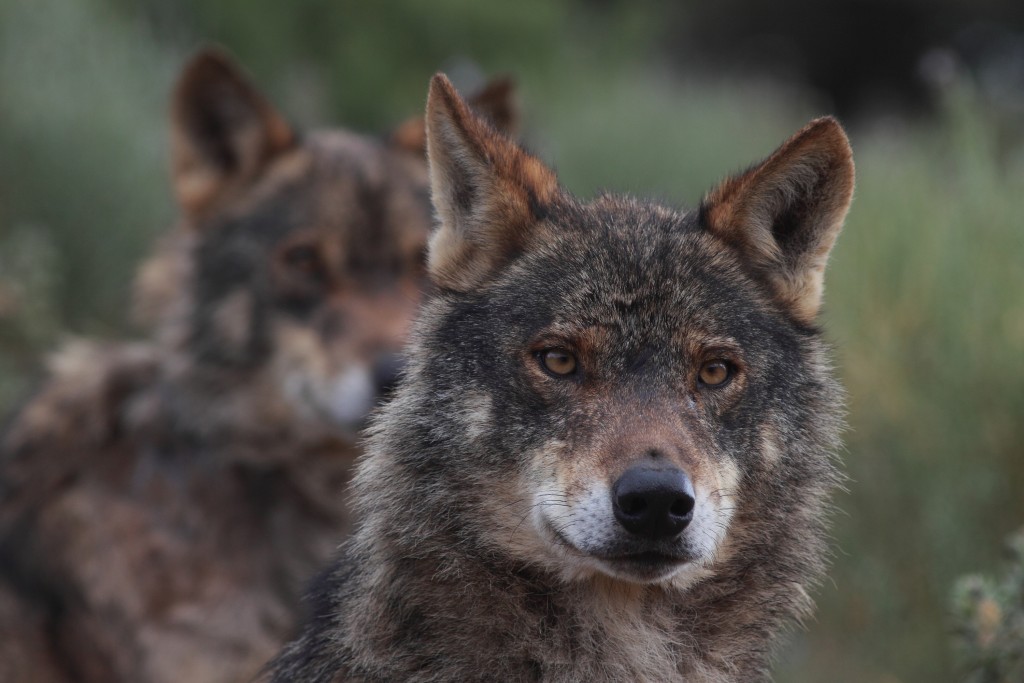Lobopark, reserva natural de Lobos en España - El blog de Conrado