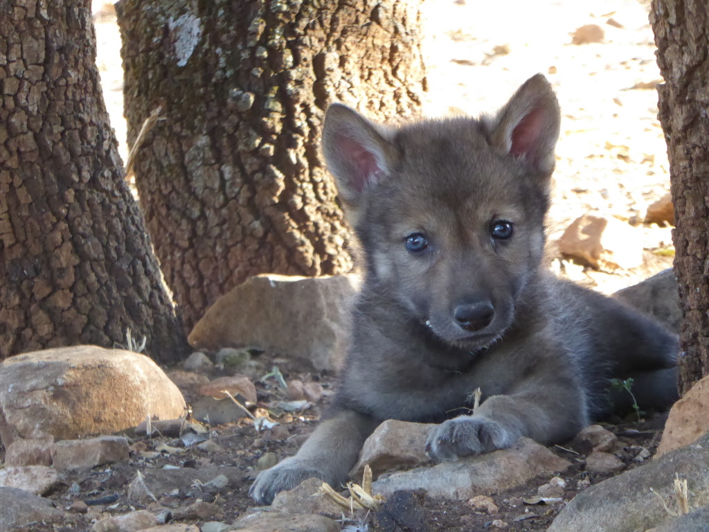 Natural Extra y la excursión a Lobopark